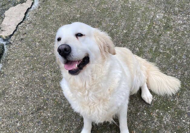 5 Year Old Golden Retrievers - Golden Retriever For Sale in South ...