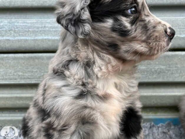 Unique Blue Merle Golden Retriever X Border Collie Puppies For Sale in ...