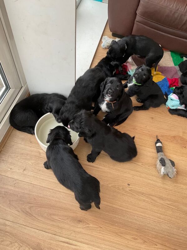 The kennel club puppies for sale store