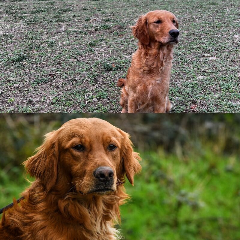 Beautiful Litter Of Working Golden Retrievers - Golden Retriever ...