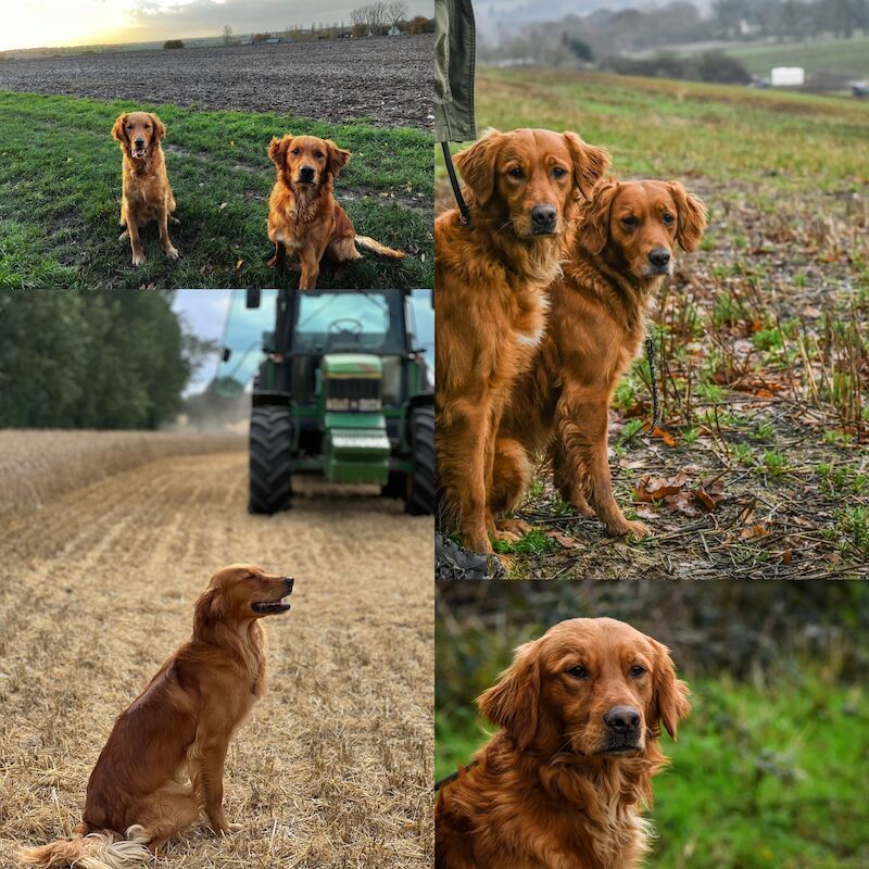 Beautiful Litter Of Working Golden Retrievers - Golden Retriever ...