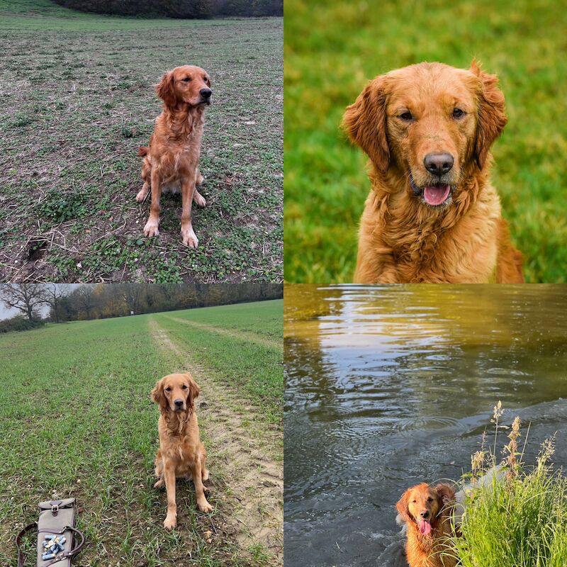 Beautiful Litter Of Working Golden Retrievers - Golden Retriever ...