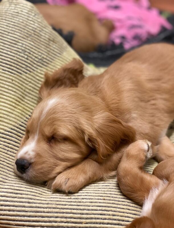 Cocker Spaniel X Golden Retriever For Sale in Leyburn, North Yorkshire