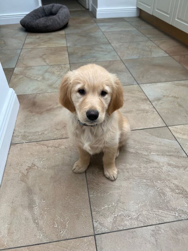 Golden Retriever Puppies For Sale | Golden Retriever Owners