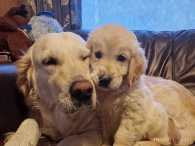 Golden Retriever Puppies For Sale | Golden Retriever Owners