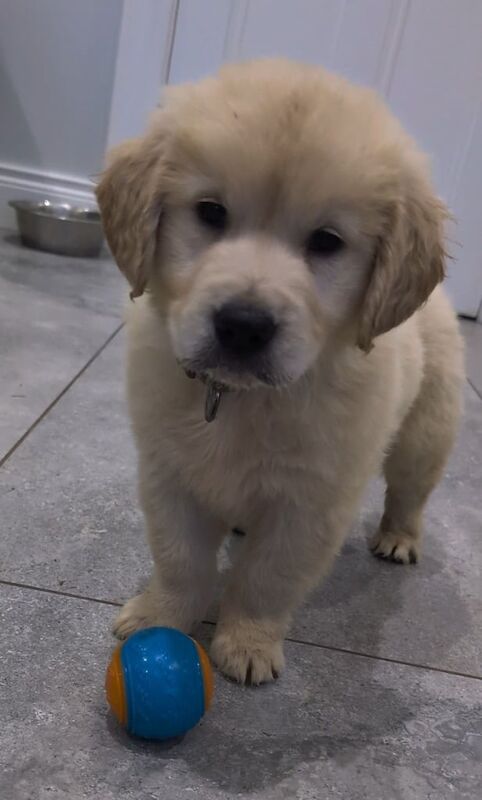 KC Registered Fox Red Golden Retriever Puppies For Sale in Castlewellan ...