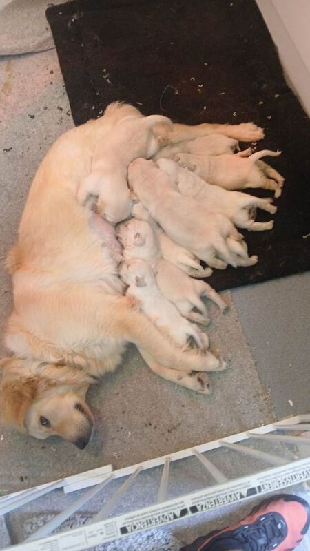 4 Month Old Female Golden Retriever Puppy For Sale in Wilnecote ...