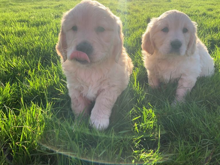 Golden Retriever Puppies For Sale in Newry, County Armagh | Golden ...