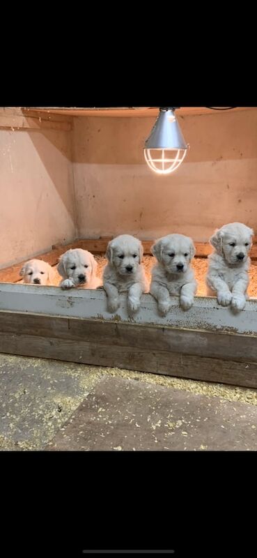 Puppies under 1000 store