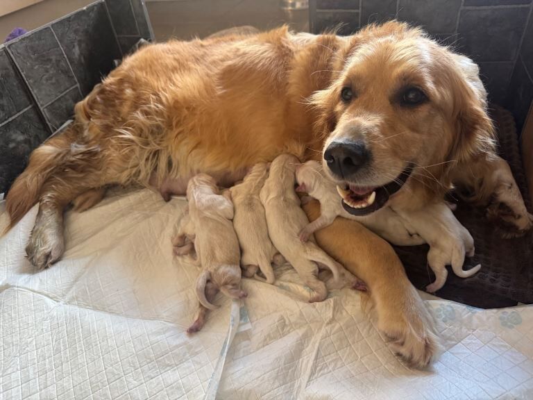 Working Golden Retriever Puppies For Sale | Golden Retriever Owners