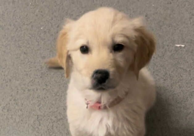 Kc Registered Golden Retriever Pups For Sale in Oxford, Oxfordshire ...