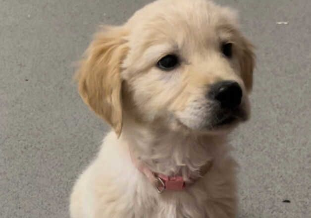 Kc Registered Golden Retriever Pups For Sale in Oxford, Oxfordshire