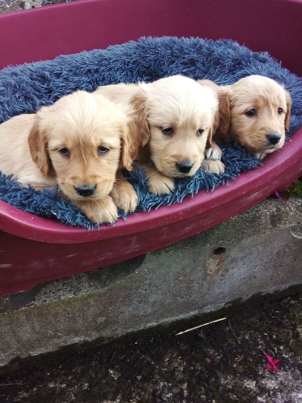 Golden Retriever Puppies For Sale In Scotland | Golden Retriever Owners