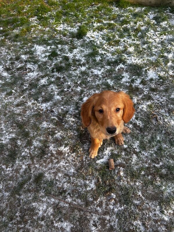 4 Month Old Female Golden Retriever Puppy For Sale in Wilnecote ...