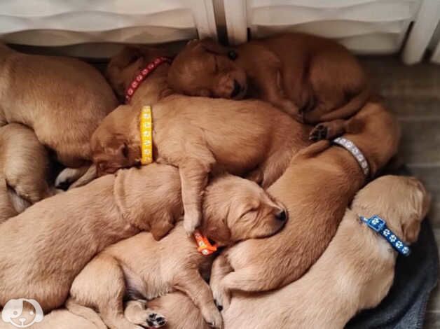 Unveiling An Exquisite Litter Of Fox Red Golden Retriever Puppies ...